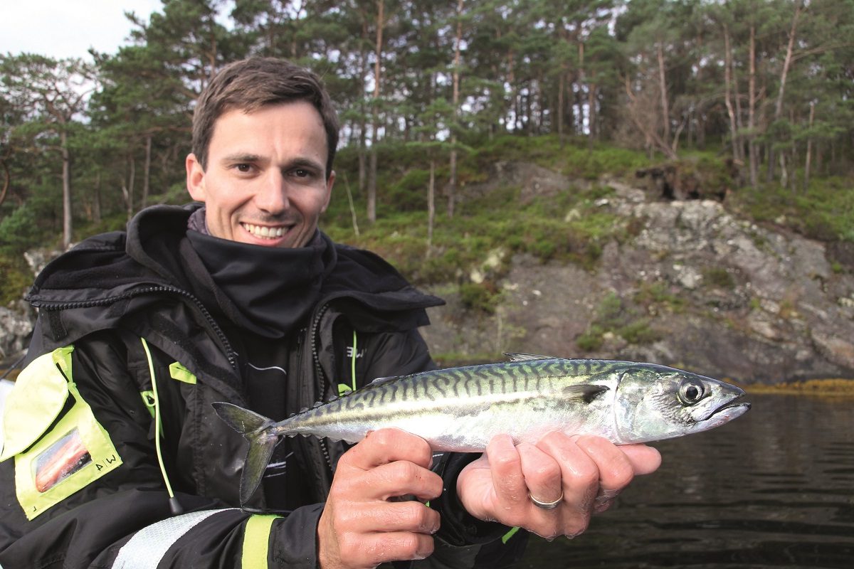 Makrelen suchen und fangen - Skipper Bootshandel